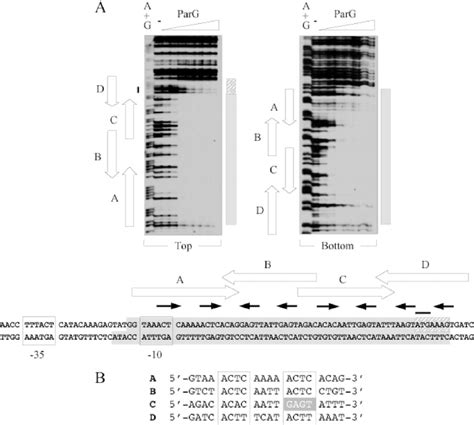 Dnase I Footprinting Of The O F Locus A Footprinting Reactions Were Download Scientific
