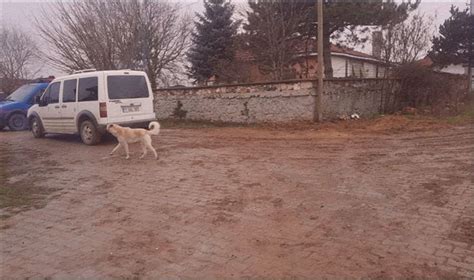 Yer Eskişehir 87 Yaşındaki Emekli Asker Ailesini Katletti Son