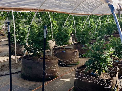 Growing Cannabis Outdoors — Root Pouch