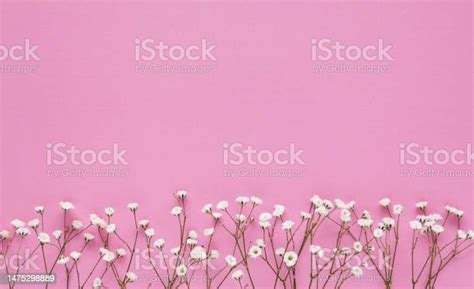 분홍색 배경에 흰색 Gypsophila입니다 축하 여성의 날 어머니의 날 발렌타인 데이 생일 공간을 복사합니다 0명에 대한 스톡
