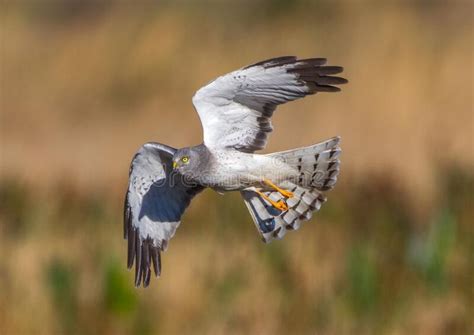 Beautiful Male Northern Harrier Circus Hudsonius Marsh Hawk Grey Or Gray Ghost Stock Image