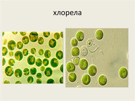 Хламідомонада хлорела одноклітинні рослини середовища існування процеси життєдіяльності