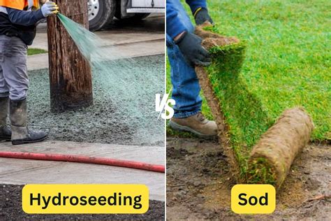 Hydroseeding Vs Sod Which Is Right For You