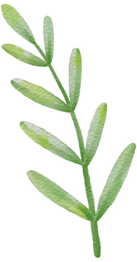 Free Conjunto De Acuarela Verde Hojas Elementos 21496948 Png With