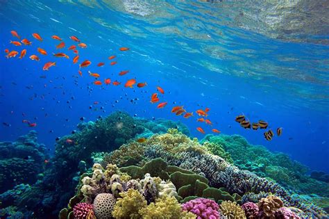 Geo Explainer The Threats To Coral Reefs Geographical Barriere