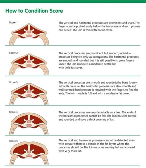 Body Condition Scoring in sheep (BCS) Anexa