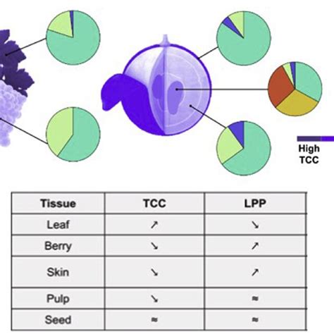 A Tissue Specific Composition And Concentration Of Tocochromanols In Download Scientific