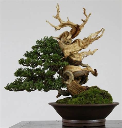 Make The Best Bonsai Tree Using Deadwood Techniques
