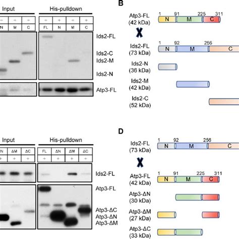 Nek5 Participates In Lonp1‐tfam Signaling Axis U2os Cells Were Download Scientific Diagram