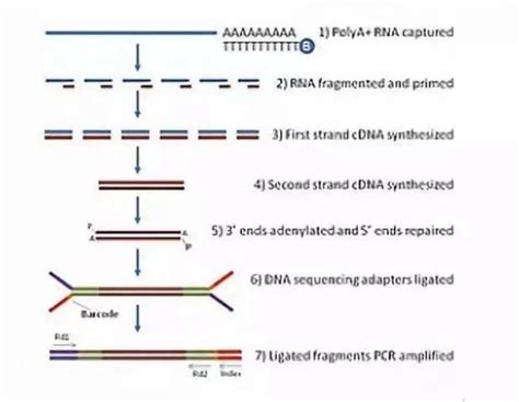 Rna Seq建库原理与方法 知乎
