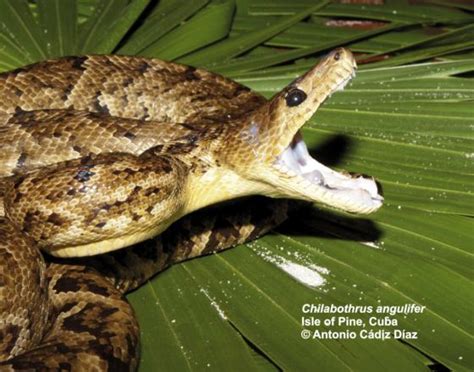 Chilabothrus Angulifer The Reptile Database