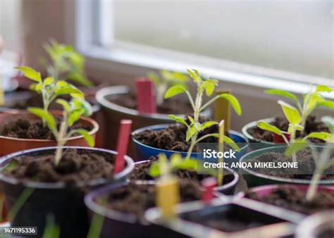 검은 플라스틱 상자와 색깔의 마커에 작은 녹색 식물의 조각 식물 성장 취미 흐린 배경 0명에 대한 스톡 사진 및 기타 이미지