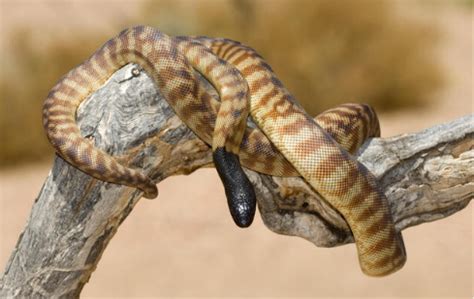 The Black Headed Python A Comprehensive Guide Reptile Craze