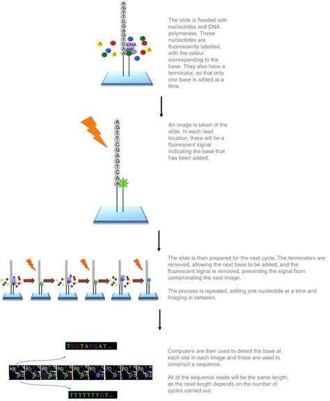 Illumina Sequencing Functional Genomics Ii