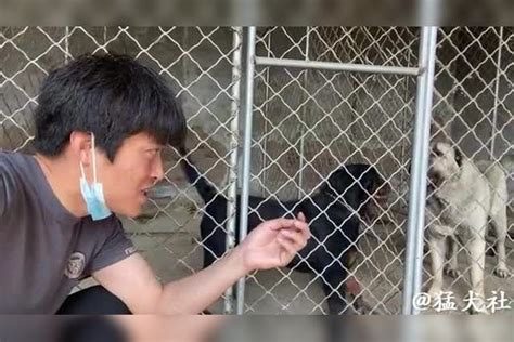 凶猛的罗威纳太能吃了斤鸡架都不够吃食量真是惊人 威纳 食量