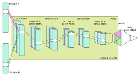 Comparing Two Deep Learning Sequence Based Models For Protein Protein Interaction Prediction