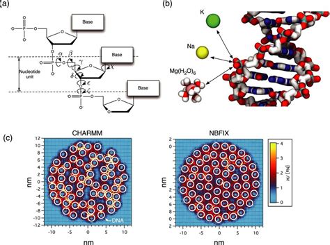 Intra Dna And Dnaion Interactions A Schematic Illustration Of The