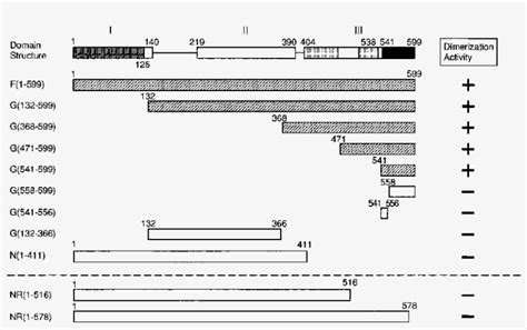 Summary Of Dimerization Activity Of Cenp B Polypeptides Diagram