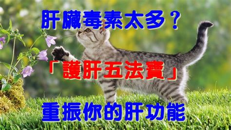 彩色人生護肝五法寶肝臟毒素太多 重振你的肝功能每天吃脫離肝苦人生 YouTube