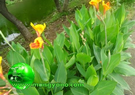 Bunga Tasbih Ganyong Leuweung Canna Indica
