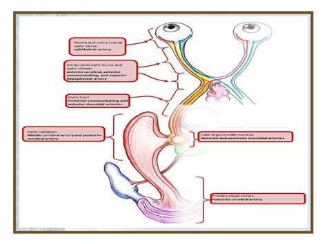 Optic Nerve And Visual Pathway Pptx