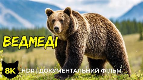 Що варто знати про ведмедів Документальний фільм про дику природу у