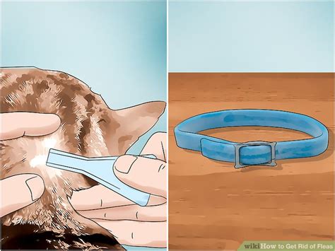 Ways To Get Rid Of Fleas WikiHow