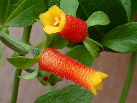 Manettia Lutearubra Candy Corn Vine Starter Plant Live Plant Tkgg