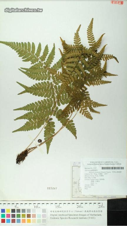 學名 Athyrium arisanense Hayata Tagawa 5984656