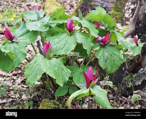 Red Trillium Spotted Leaves