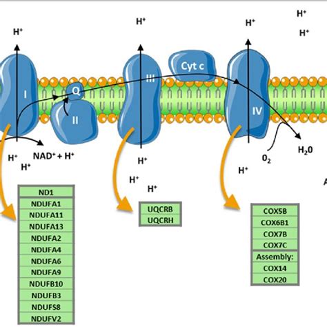 Schematic Overview Of The Mitochondrial Respiratory Electron Transport