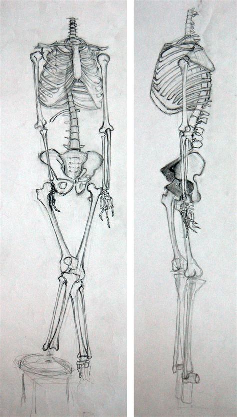 Skeleton From The Wardrobe By Hbj5 On Deviantart
