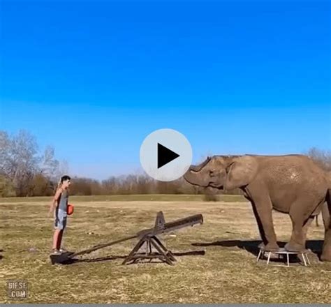 코끼리 덩크 유머 움짤 이슈 에펨코리아