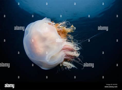 Lions Mane Jellyfish Sting