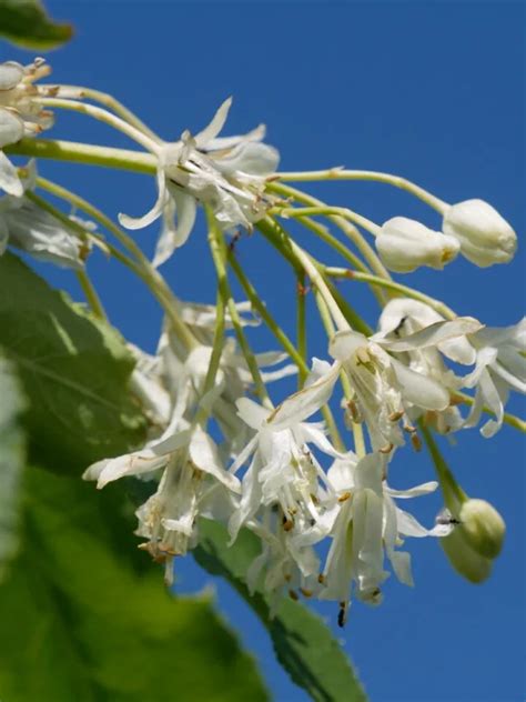 Staphylea Trifolia Staphylea Trifolia Van Den Berk Nurseries