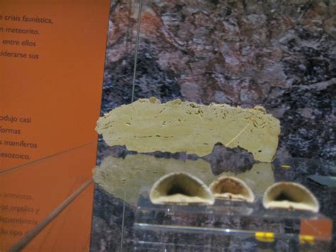 Bacterias Actuaciencia Casi Nula Presencia De Las Bacterias En El Museo De Ciencias Naturales
