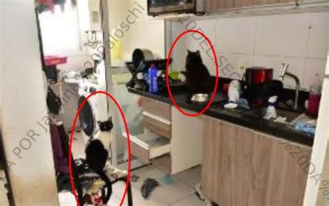 Bruna Surfistinha é indiciada por maus tratos contra animais 180graus
