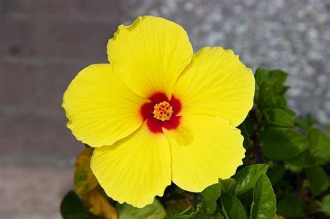 Fay3 صور لـ إزهار كركديه صورة قريبة زهر زهرة الصيف