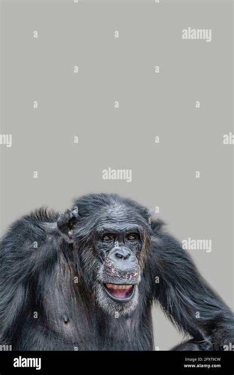 Cover Page With A Portrait Of A Happy Adult Chimpanzee Smiling And