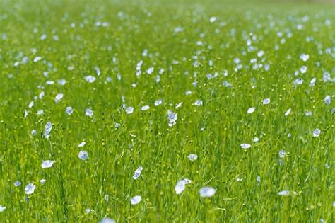 Premium Photo Flax Field In Summer Flowering Flax Plant On A