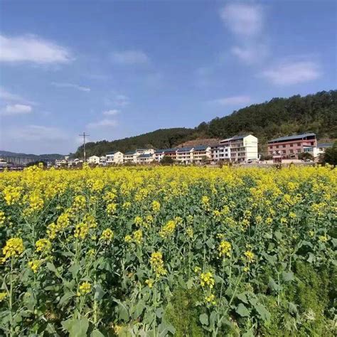 阳春三月——夏道洋坑赏花走起
