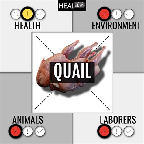 Quail Meat Side Effects And Disadvantages