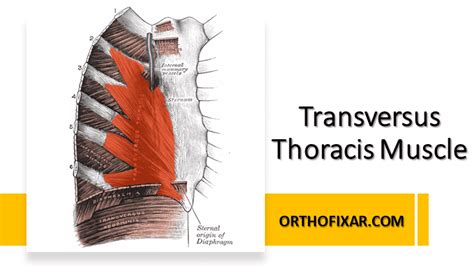 Supinator Muscle Anatomy Orthofixar 2025