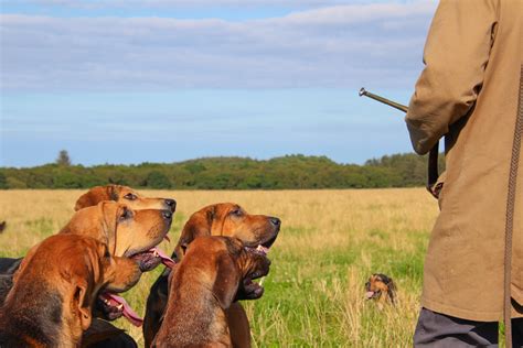 Adult Season Subscription Fife Bloodhounds