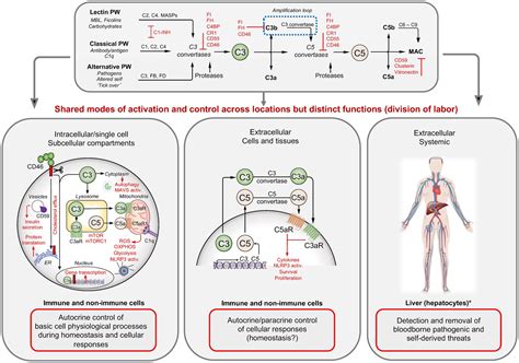 Frontiers The Complement System In Neurodegenerative And Inflammatory Diseases Of The Central