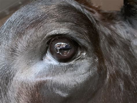 Master Piece Of Taxidermy Cow Head At 1stdibs Cow Head Taxidermy Cow