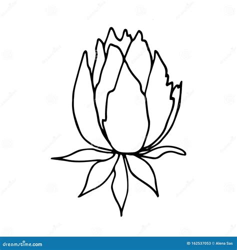 Hand Drawn Lotus Flower And Leaves Isolated On White Background Stock Vector Illustration Of