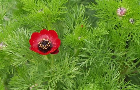 Bild von Adonis aestivalis Sommer Adonisröschen Sommerblutströpfchen