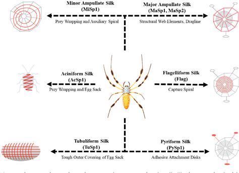 Figure 1 From Expanding Canonical Spider Silk Properties Through A Dna