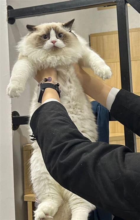 小星酱🏳️‍⚧️（★＞u＜★） On Twitter 好吃的猫